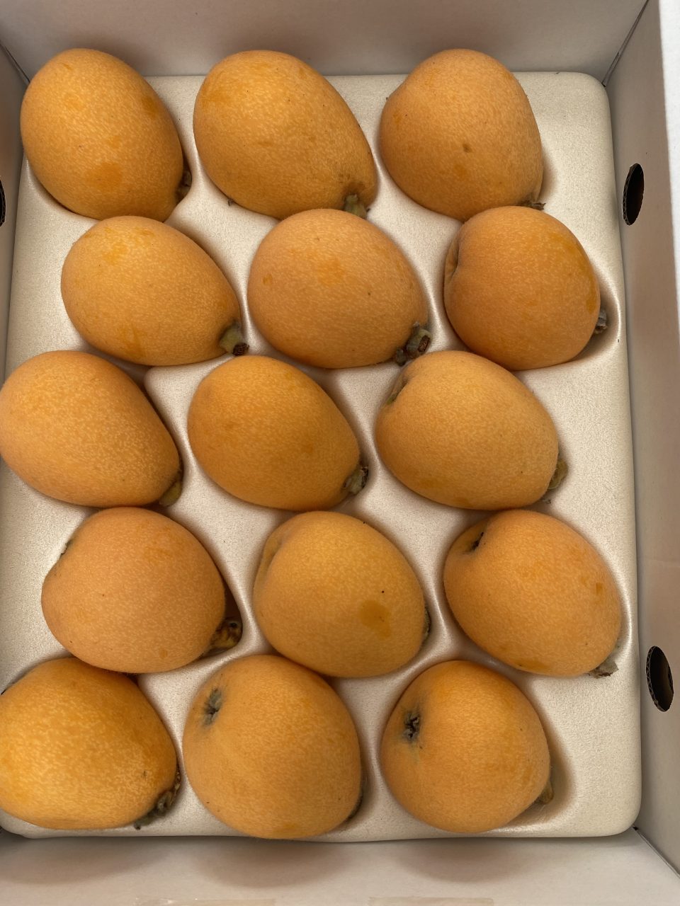 Loquat season | CAFE and Petit HOSTEL ROUTE